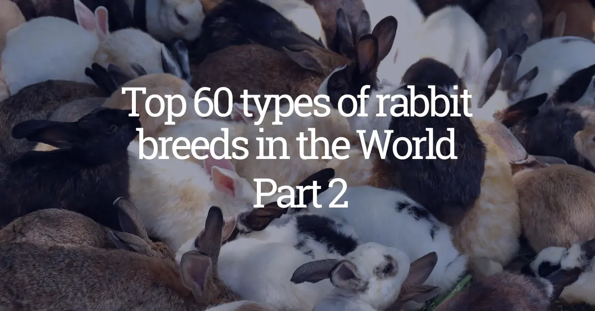 Top 60 types of rabbit breeds in the World Part 2