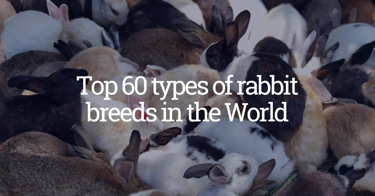 Top 60 types of rabbit breeds in the World Part 1
