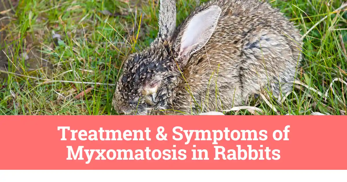 Treatment & Symptoms of Myxomatosis in Rabbits - SarahDolce
