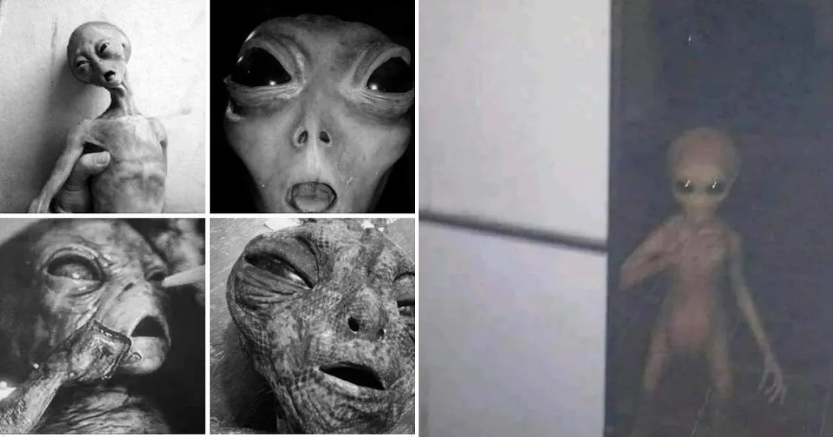 Unraveling Mysteries: The Enigmatic Stories Behind These Alien-Faced ...